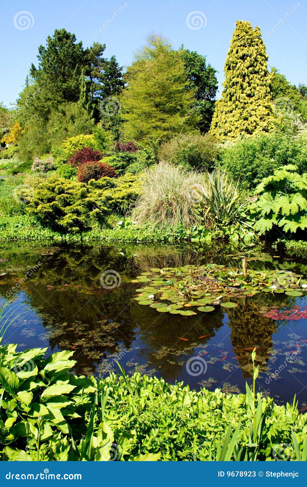 The Pond stock image. Image of summer, cultivation, botany - 9678923