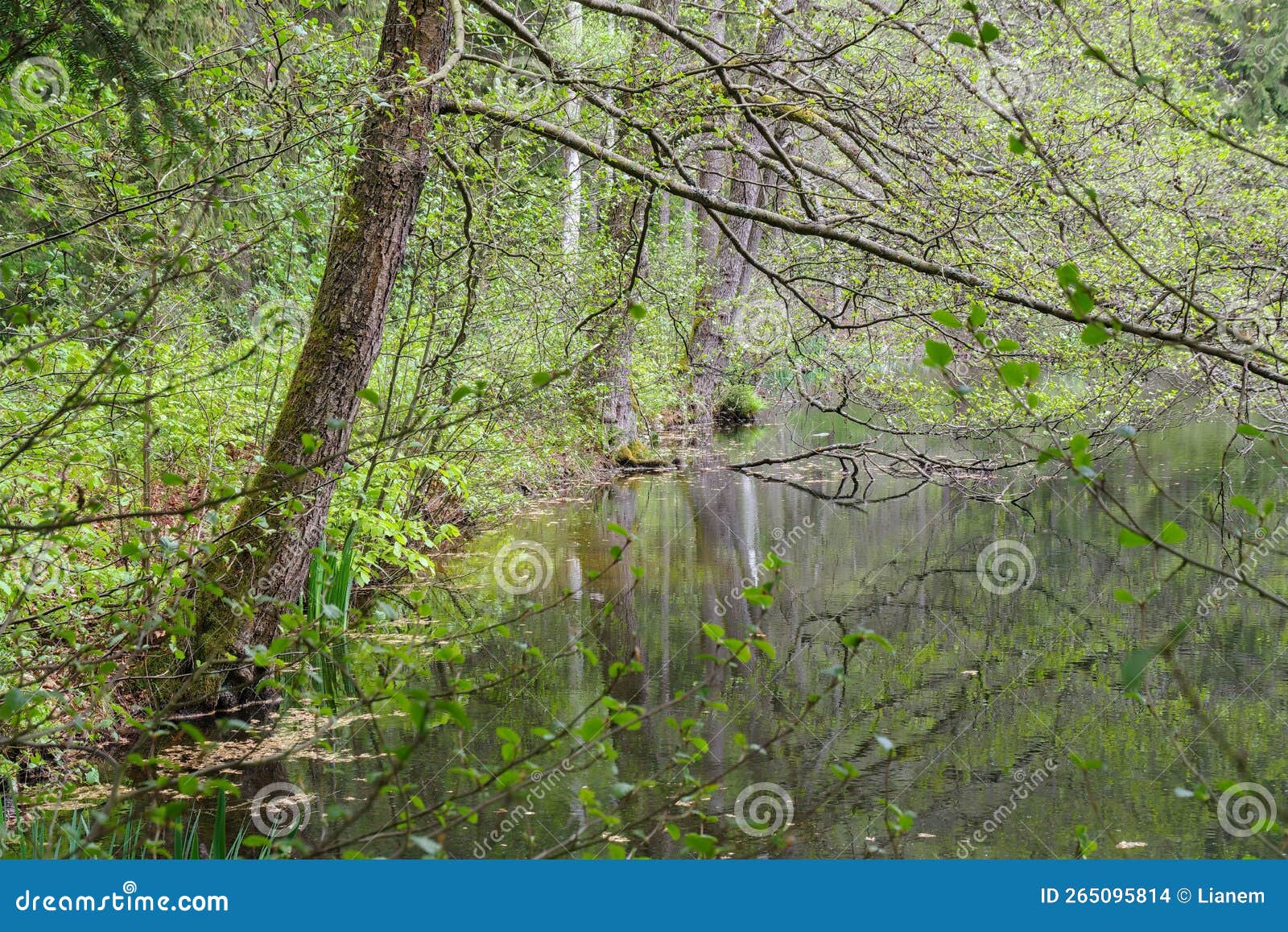 Pond with Alder Trees in Spring Stock Photo - Image of swamp, twig ...