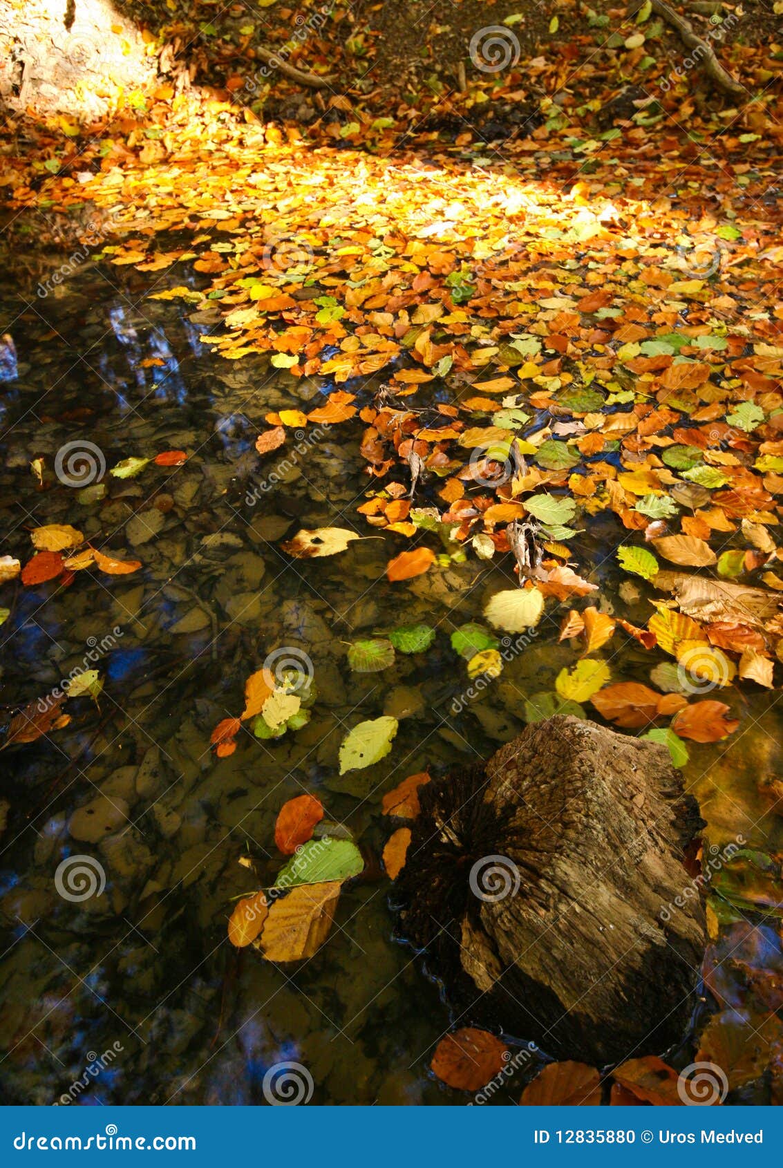Pond in autumn stock photo. Image of grass, lake, foliage - 12835880