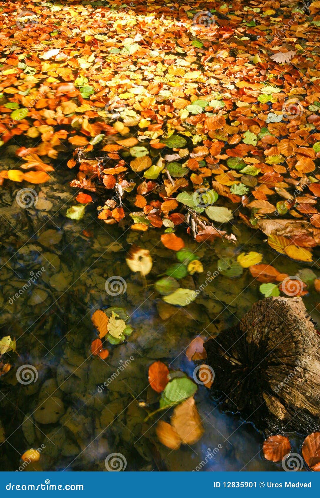 Pond in autumn stock image. Image of color, bright, fall - 12835901