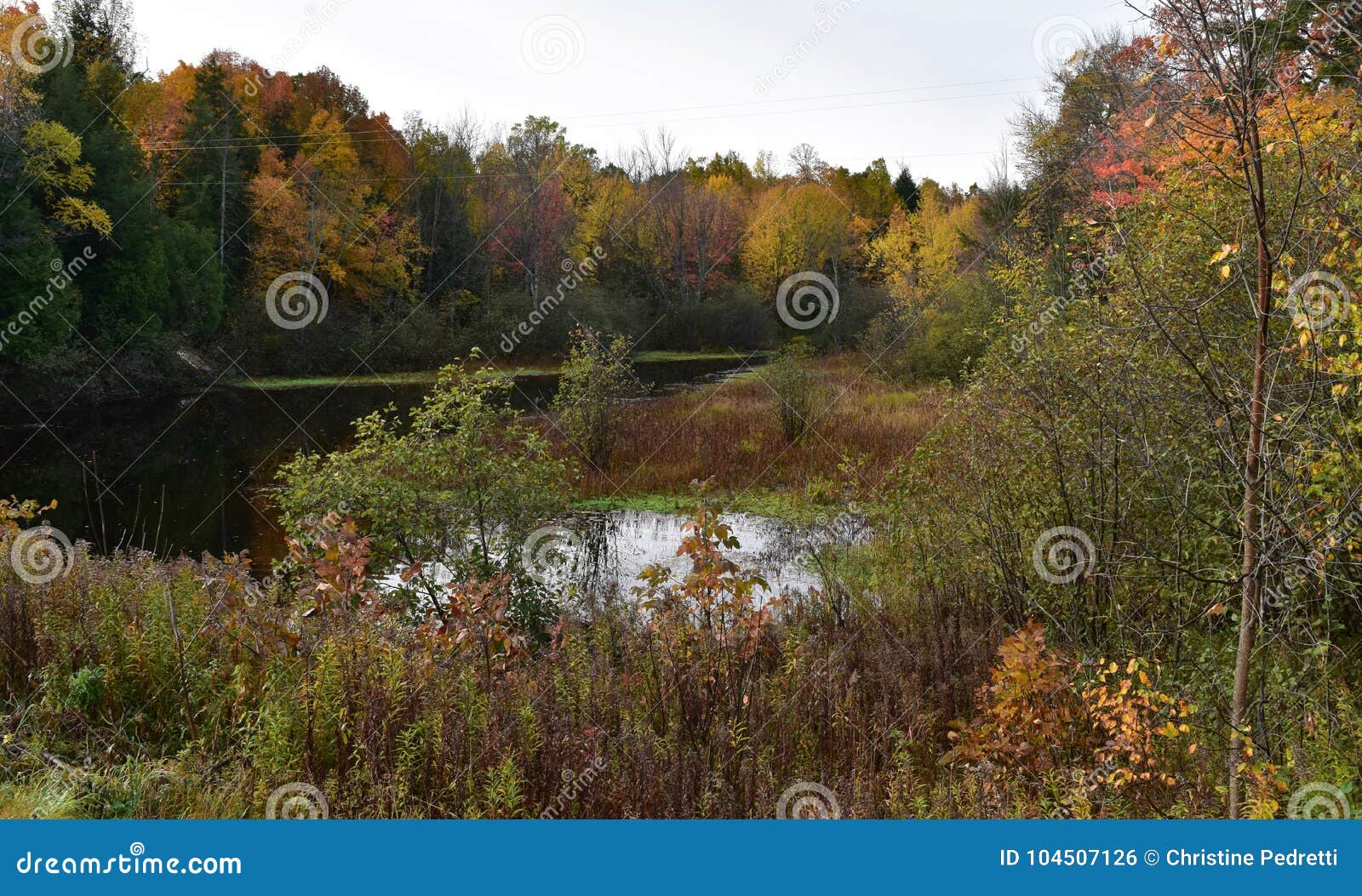 Forest Pond with Colorful Fall Trees Stock Photo - Image of fall, tree ...