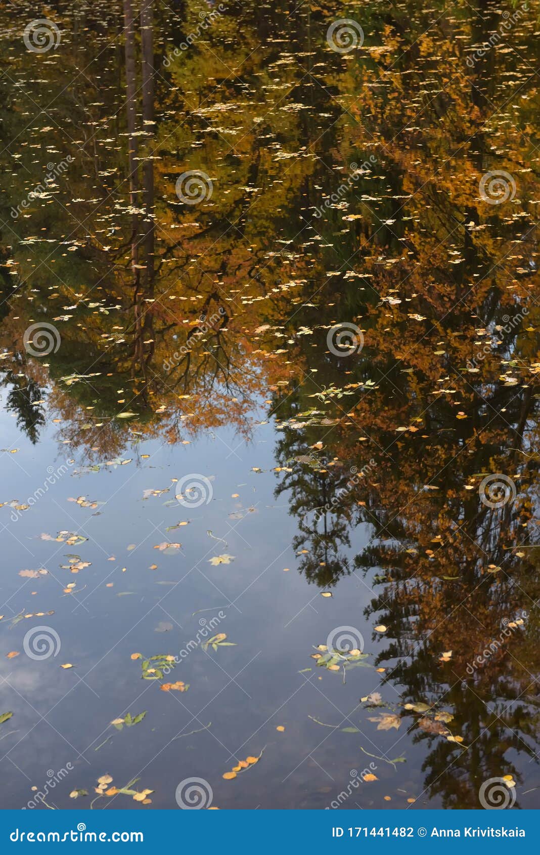 Pond in Autumn with Leaves Floating in it in Autumn Stock Photo - Image ...