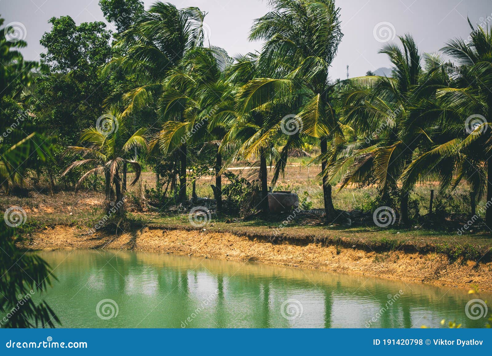 Pond on a Background of Palm Trees Stock Photo - Image of branches ...