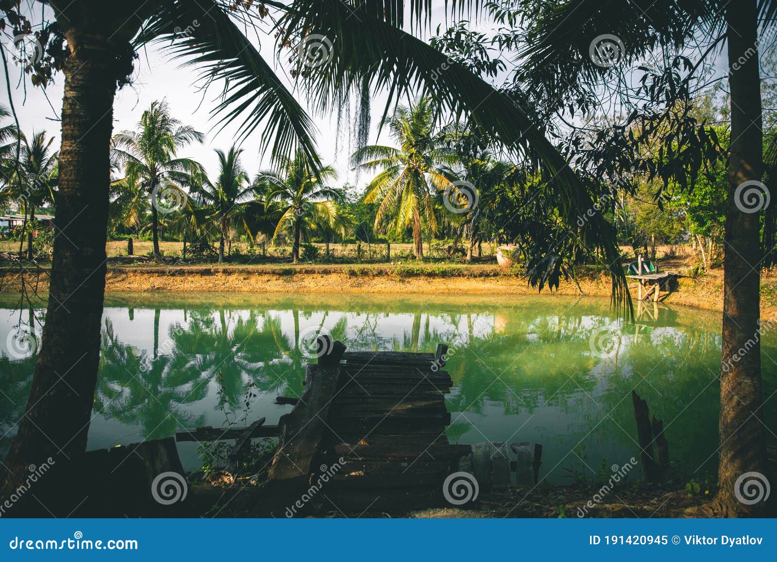 Pond on a Background of Palm Trees Stock Image - Image of misty ...