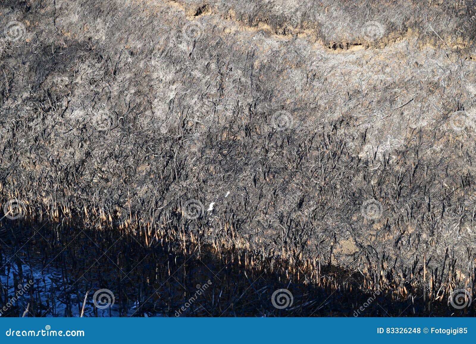 Pond Beach with Burnt Cane. Soot and Ashes of Burnt Grass Stock Photo ...