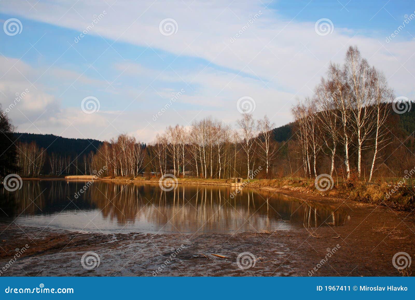 Pond with birch trees stock image. Image of birch, slough - 1967411
