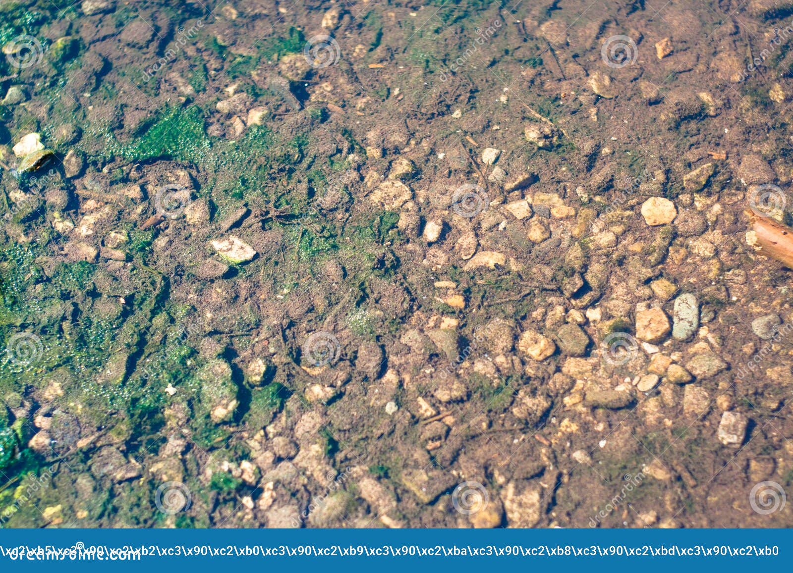 Pond Bottom Alga and Stones Stock Photo - Image of sunlight, lake: 75293820
