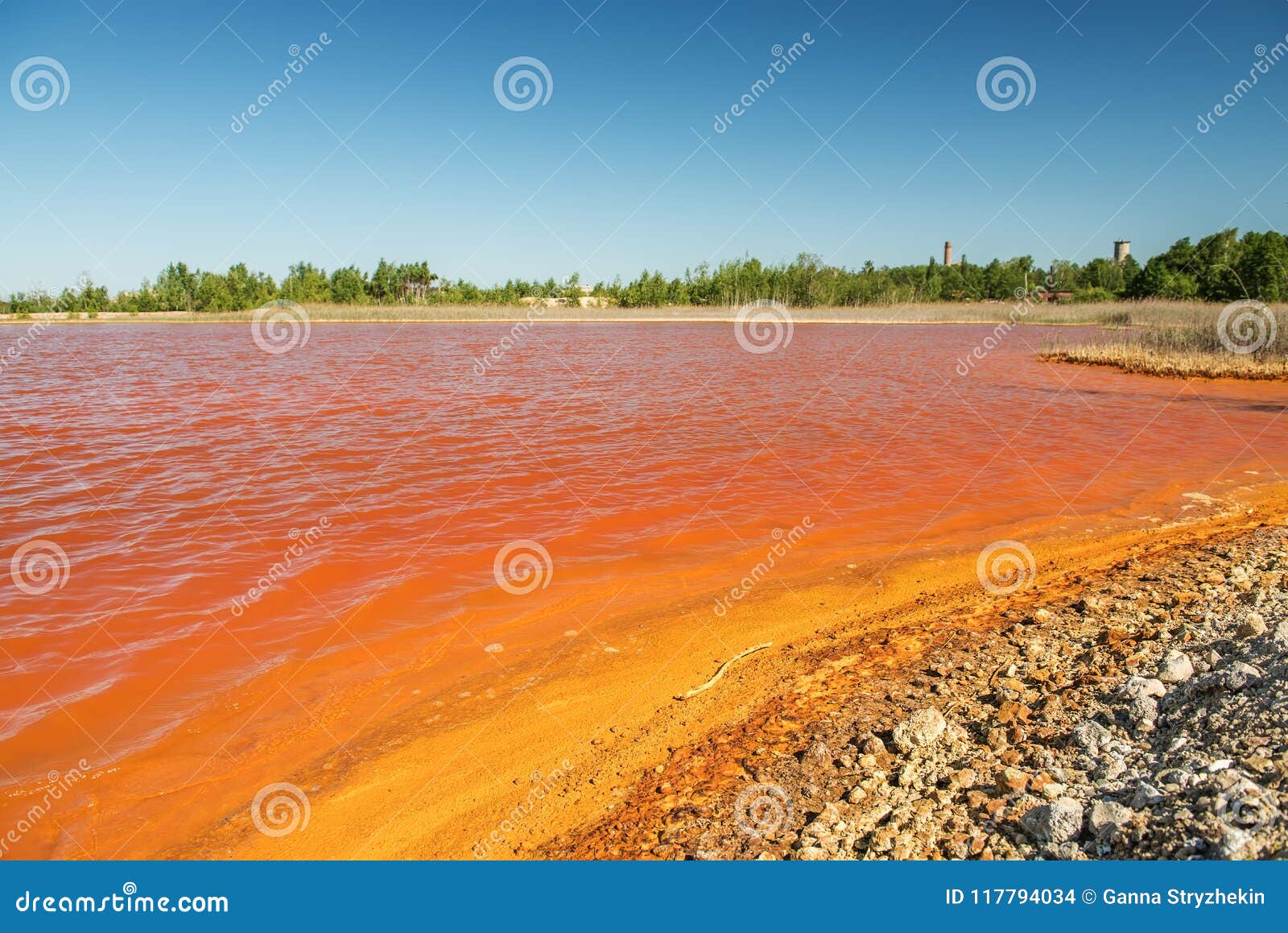 A Pond with Bright Red Water. Environmental Problems, Pollution of the ...