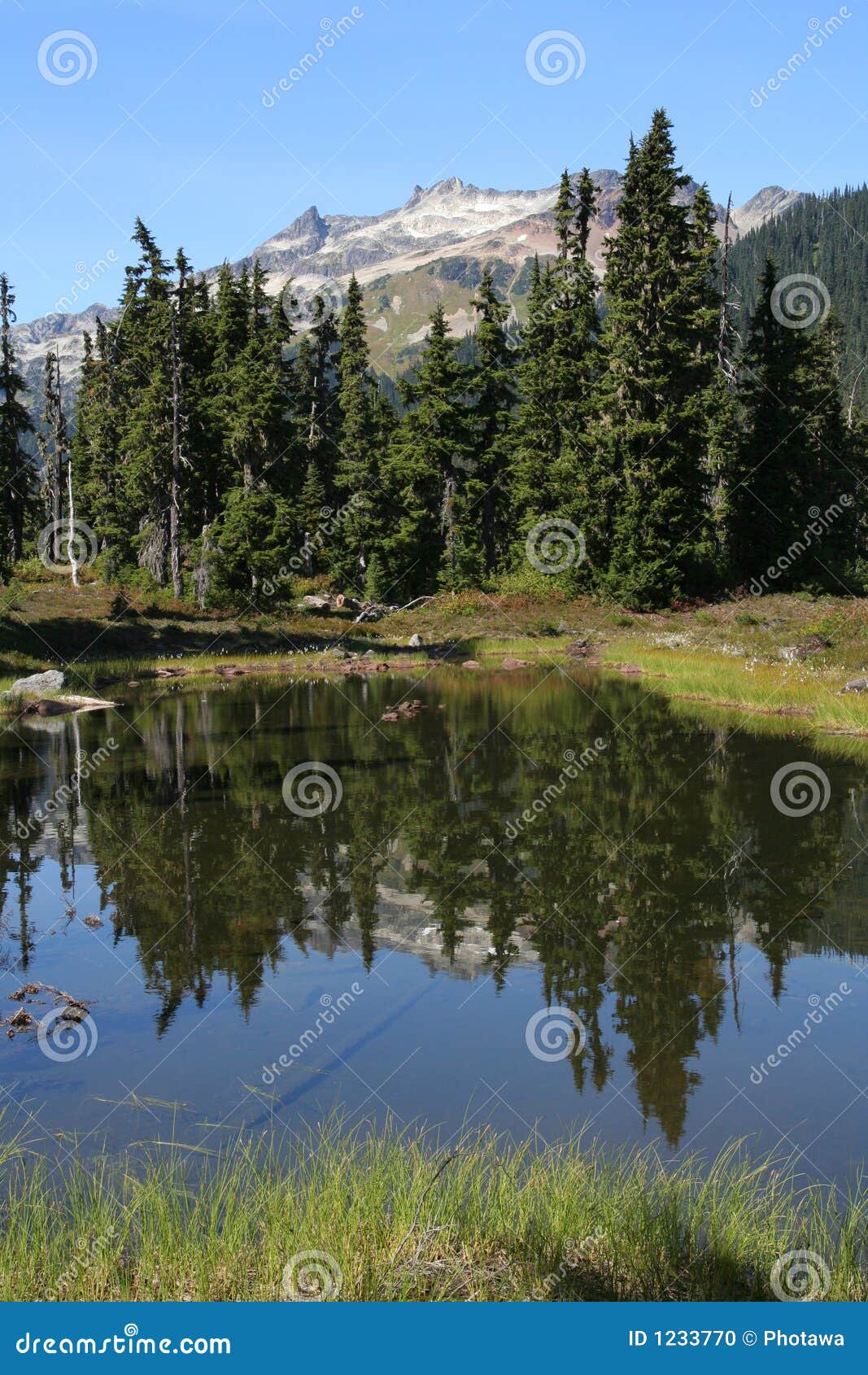 Pond in Callaghan Valley - Vertical Stock Photo - Image of pond, forest ...