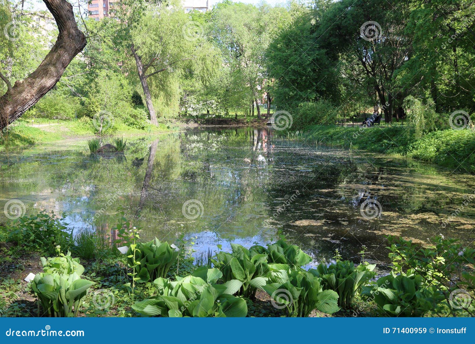 Pond in a city park stock image. Image of abandoned, nature - 71400959
