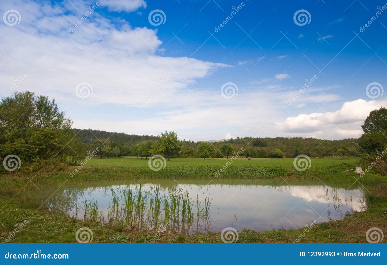Pond on countryside stock image. Image of plant, forest - 12392993