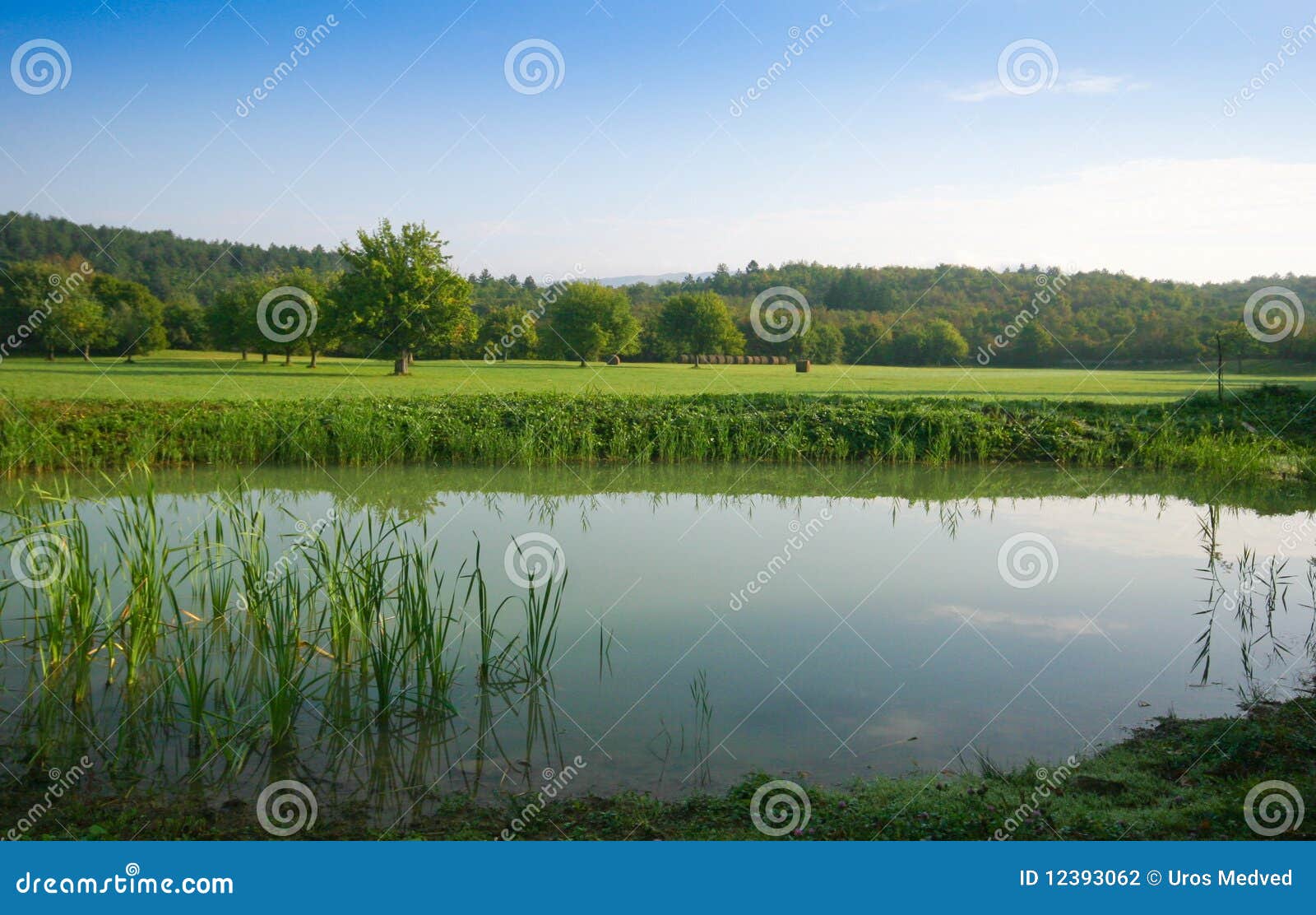 Pond on countryside stock photo. Image of rest, coniferous - 12393062