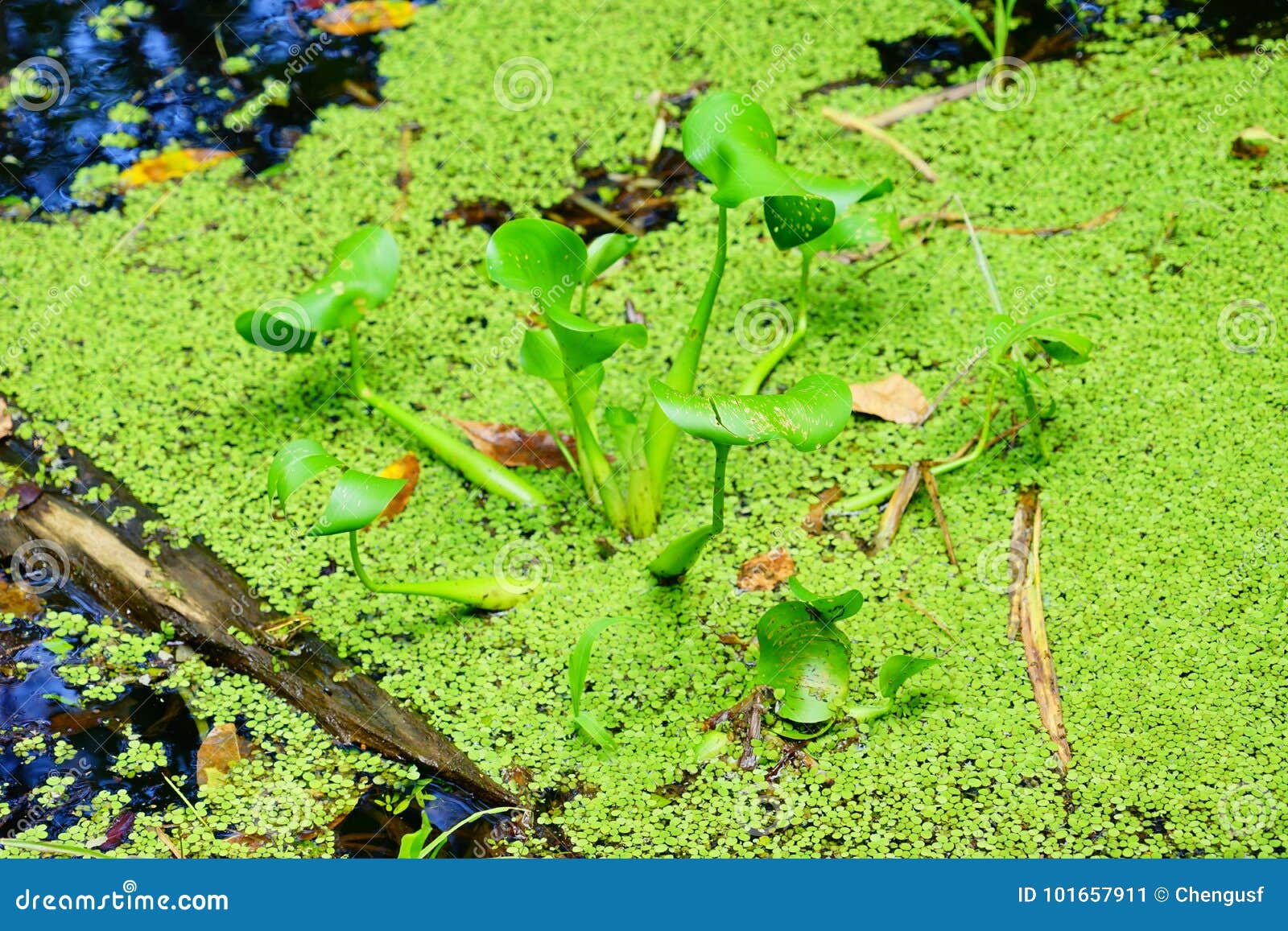 Pond covered by algae stock image. Image of cypress - 101657911