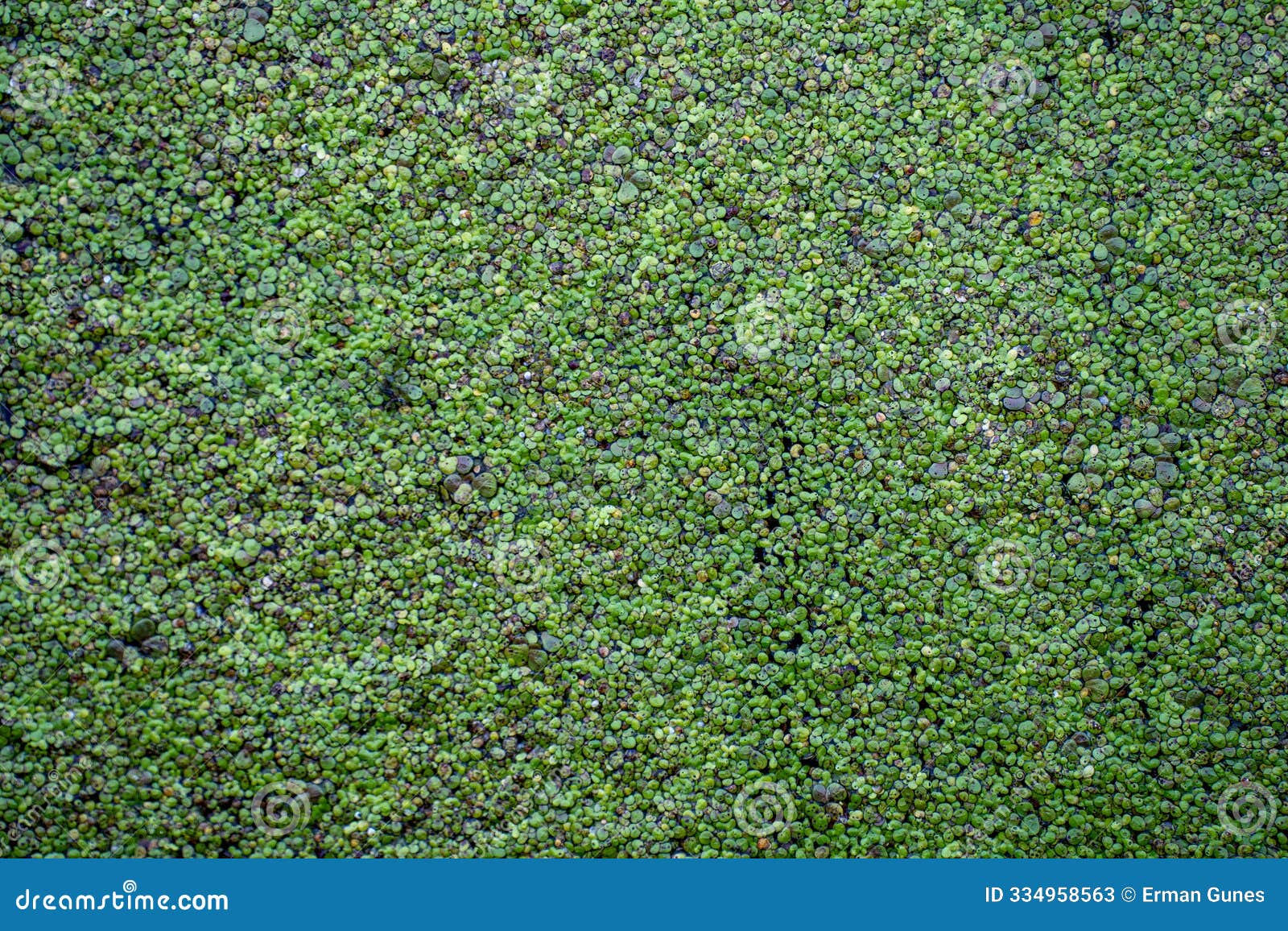 Pond Covered In Moss Green Grass Texture Stock Image | CartoonDealer ...