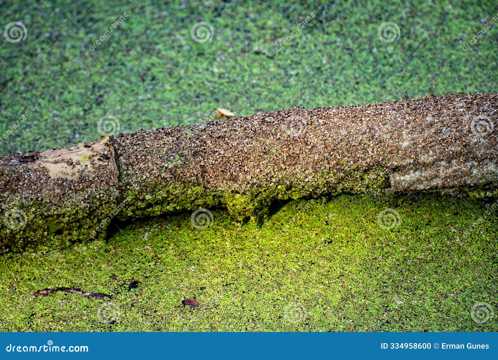 Pond Covered in Moss Green Grass Texture Stock Photo - Image of summer ...