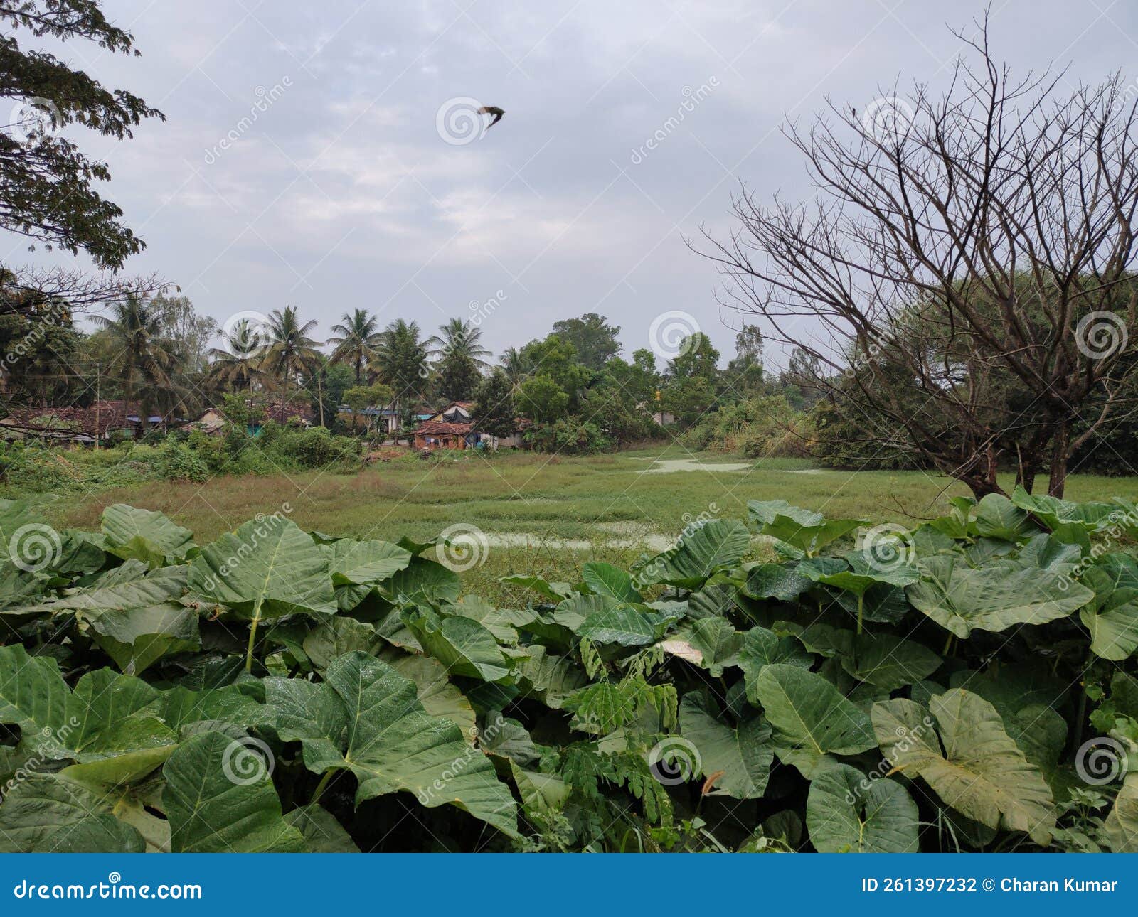 Pond covered under grass stock photo. Image of grass - 261397232