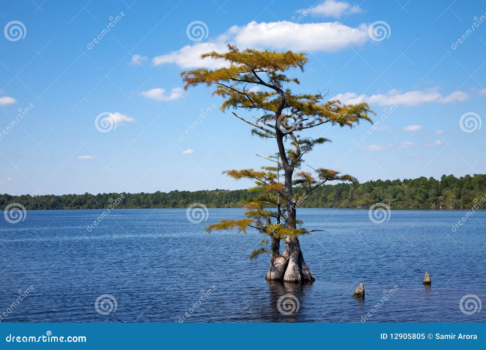 859 Pond Cypress Tree Autumn Photos - Free & Royalty-Free Stock Photos ...