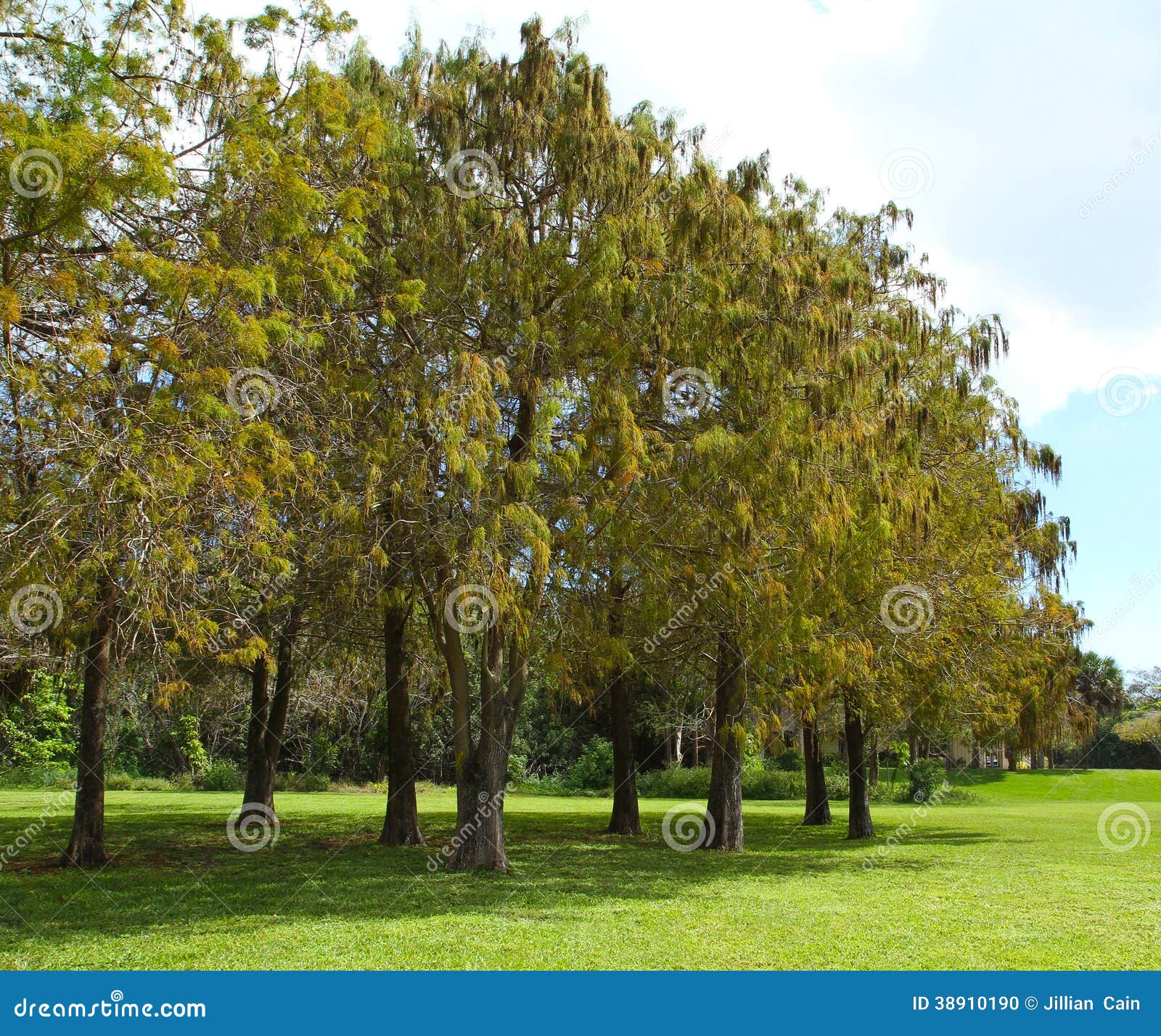 Pond Cypress Trees stock photo. Image of garden, blue - 38910190