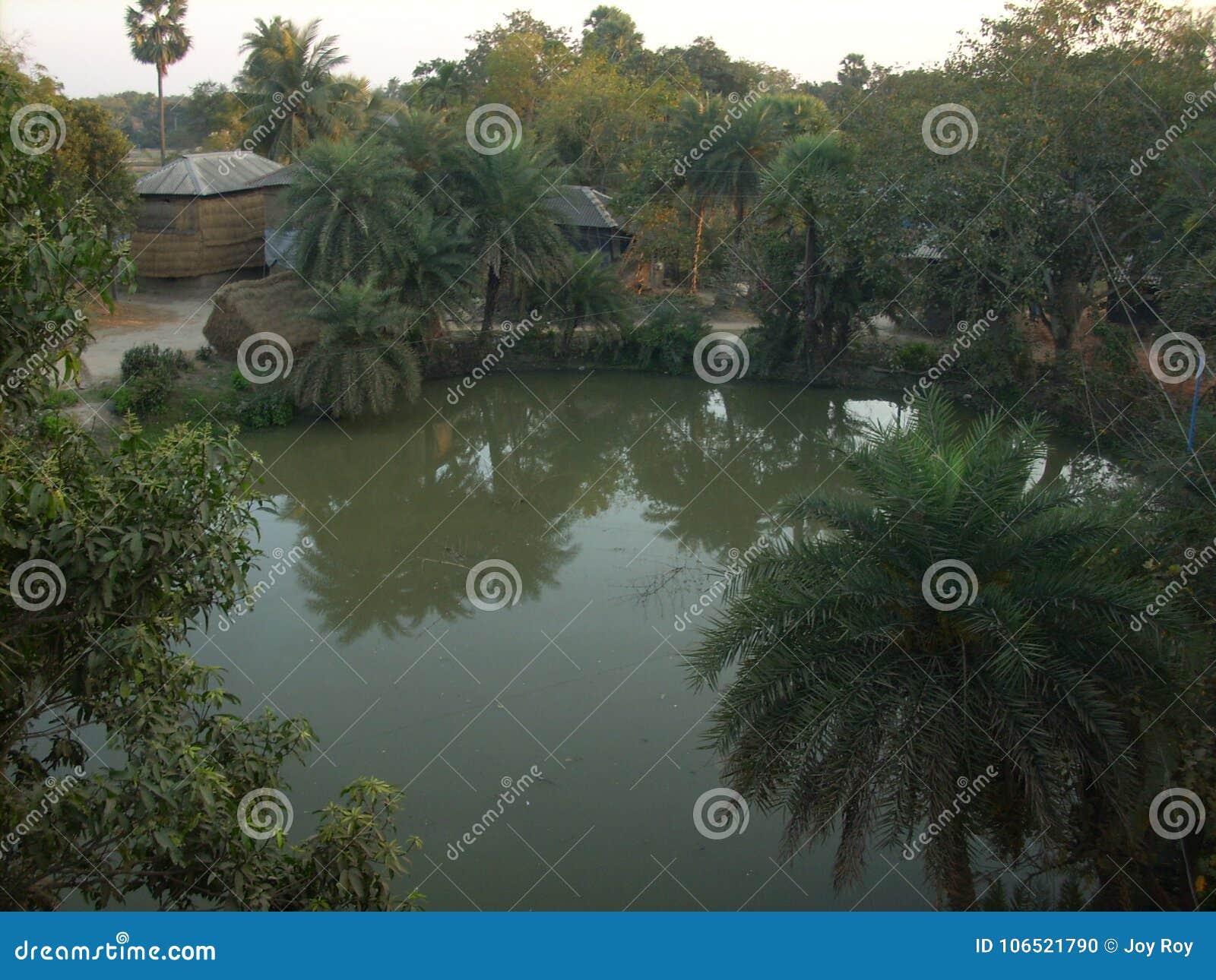 Pond and date-palms stock photo. Image of nature, pond - 106521790