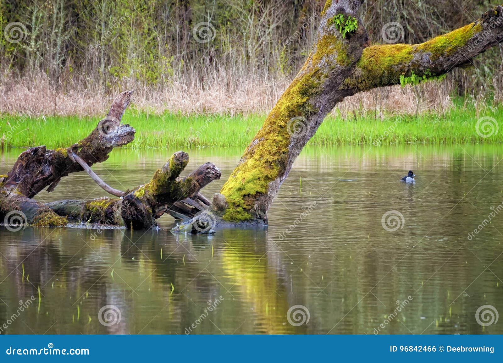 Pond with Down Moss Covered Tree and Duck Stock Photo - Image of oregon ...