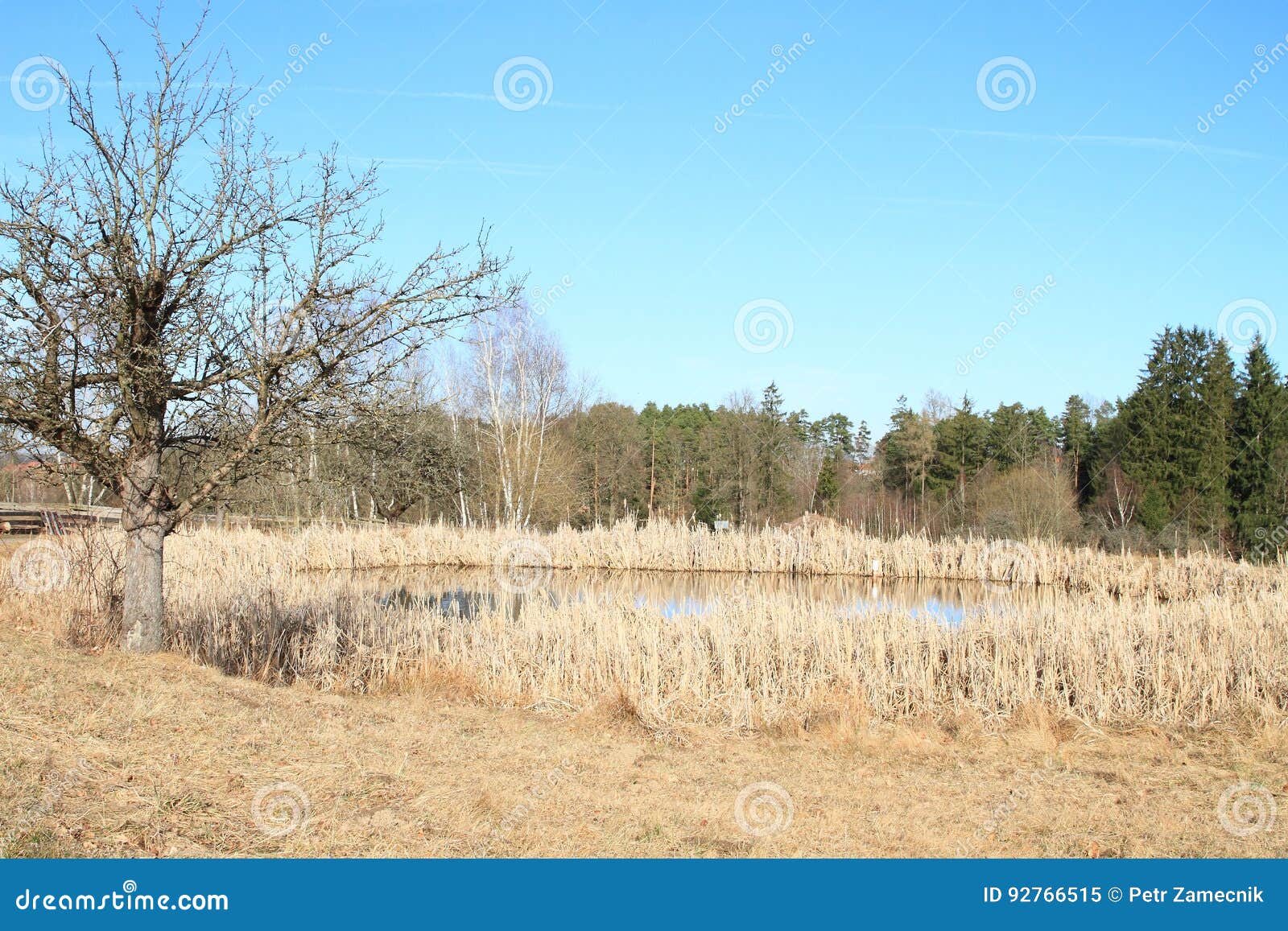 Pond with Dry Reed and Tree Stock Image - Image of forest, cane: 92766515