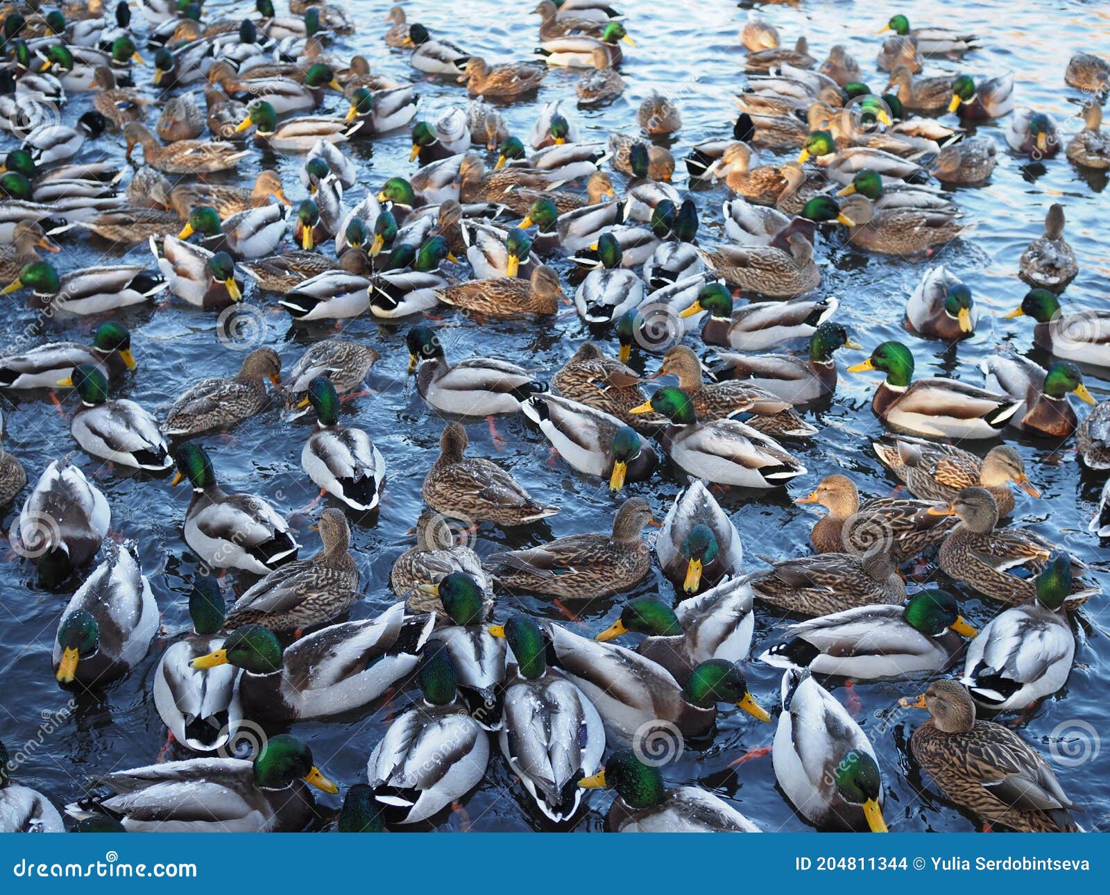 A Pond with Ducks. a Lot of Ducks in the Pond, a Beautiful Background ...