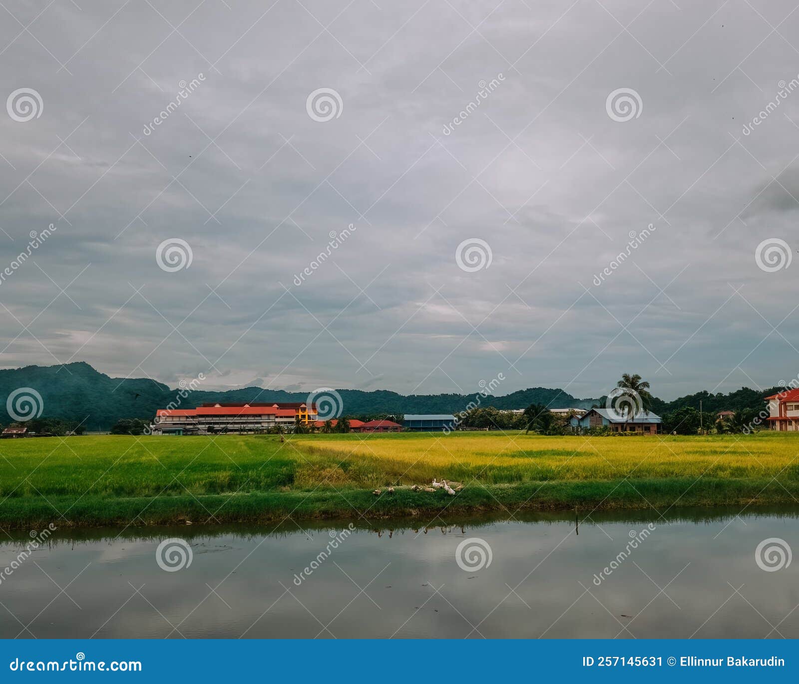 Pond with Ducks Near the Paddy Fields in Perlis, Malaysia Stock Image ...