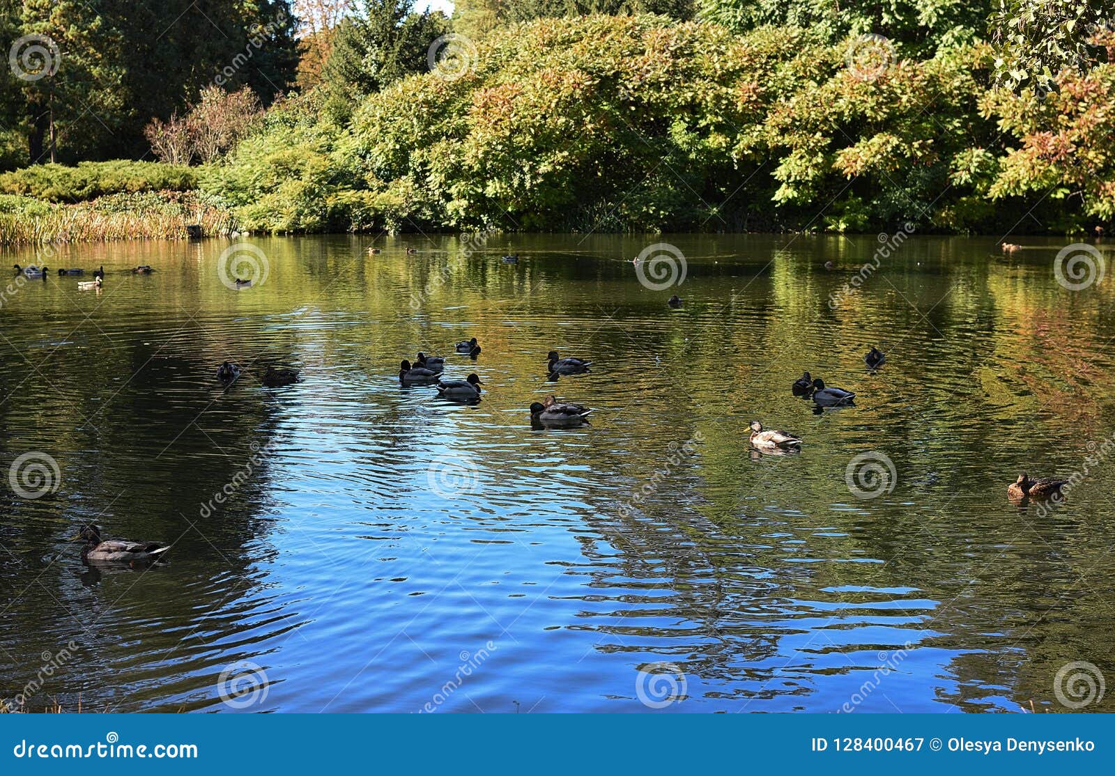 Pond with Ducks in the Park Stock Image - Image of clouds, outdoors ...