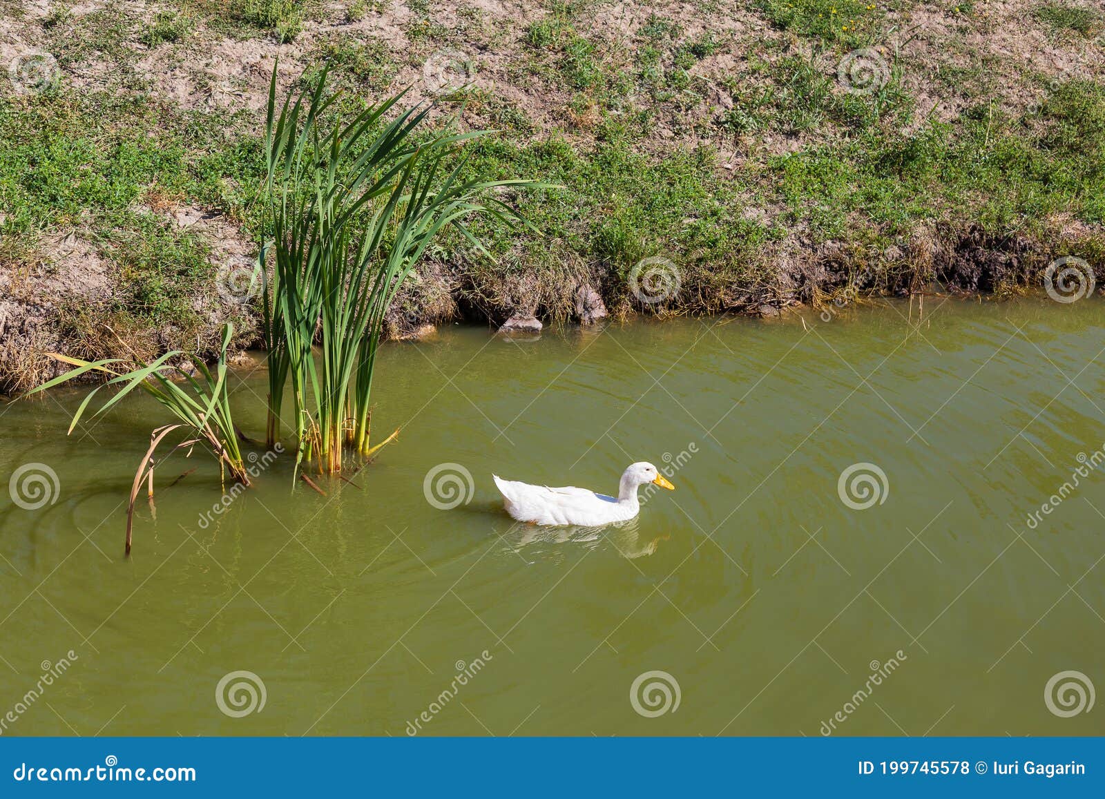 Pond with Ducks. a Place for Fish Farming Stock Photo - Image of pond ...