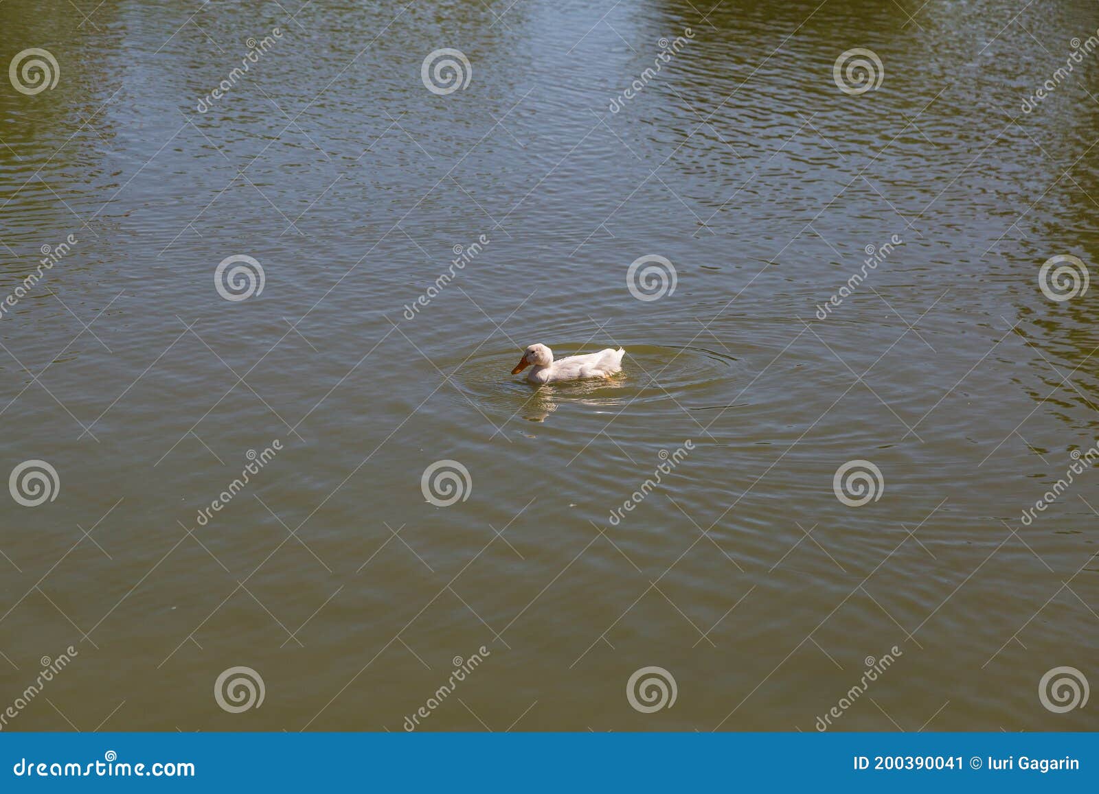 Pond with Ducks. a Place for Fish Farming Stock Image - Image of nature ...