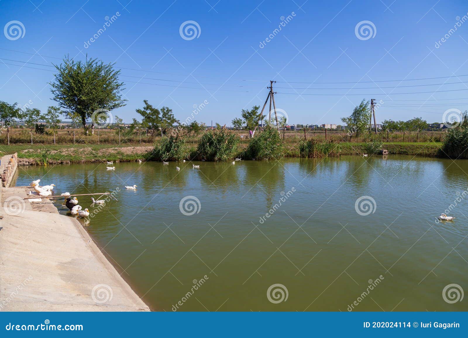 Pond with Ducks. a Place for Fish Farming Stock Photo - Image of ...