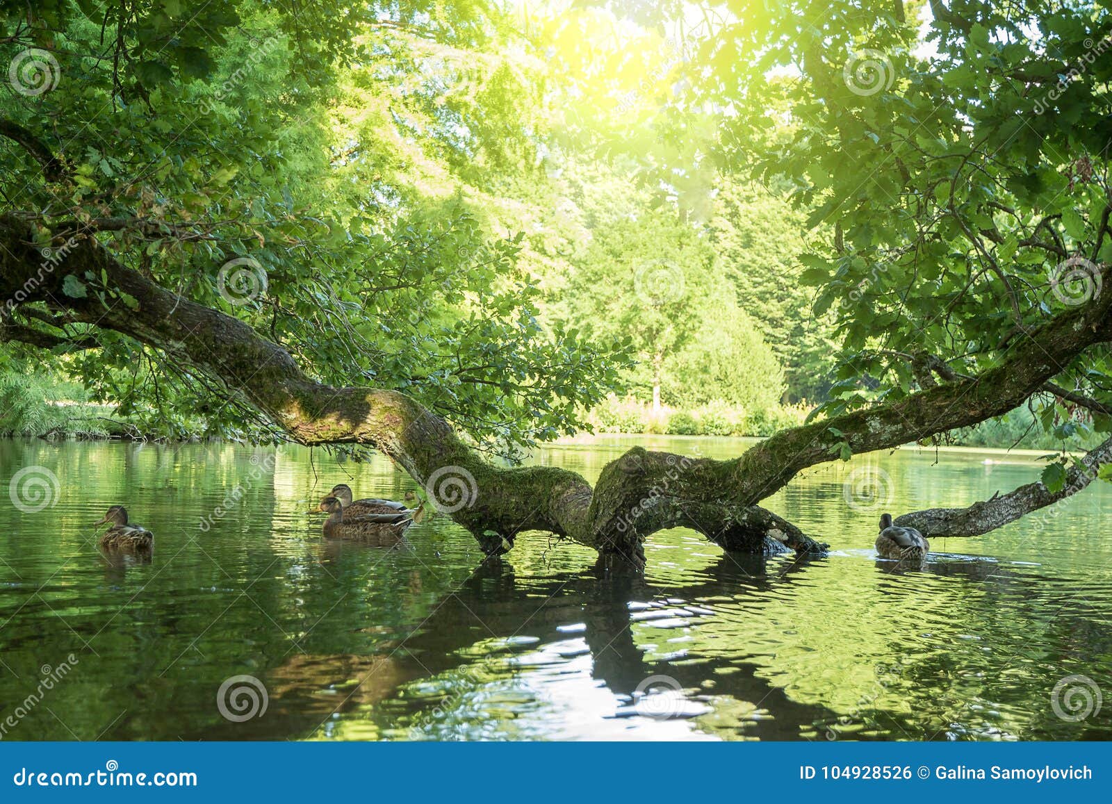 Pond with Ducks and a Tree Branch Stock Photo - Image of summer, forest ...