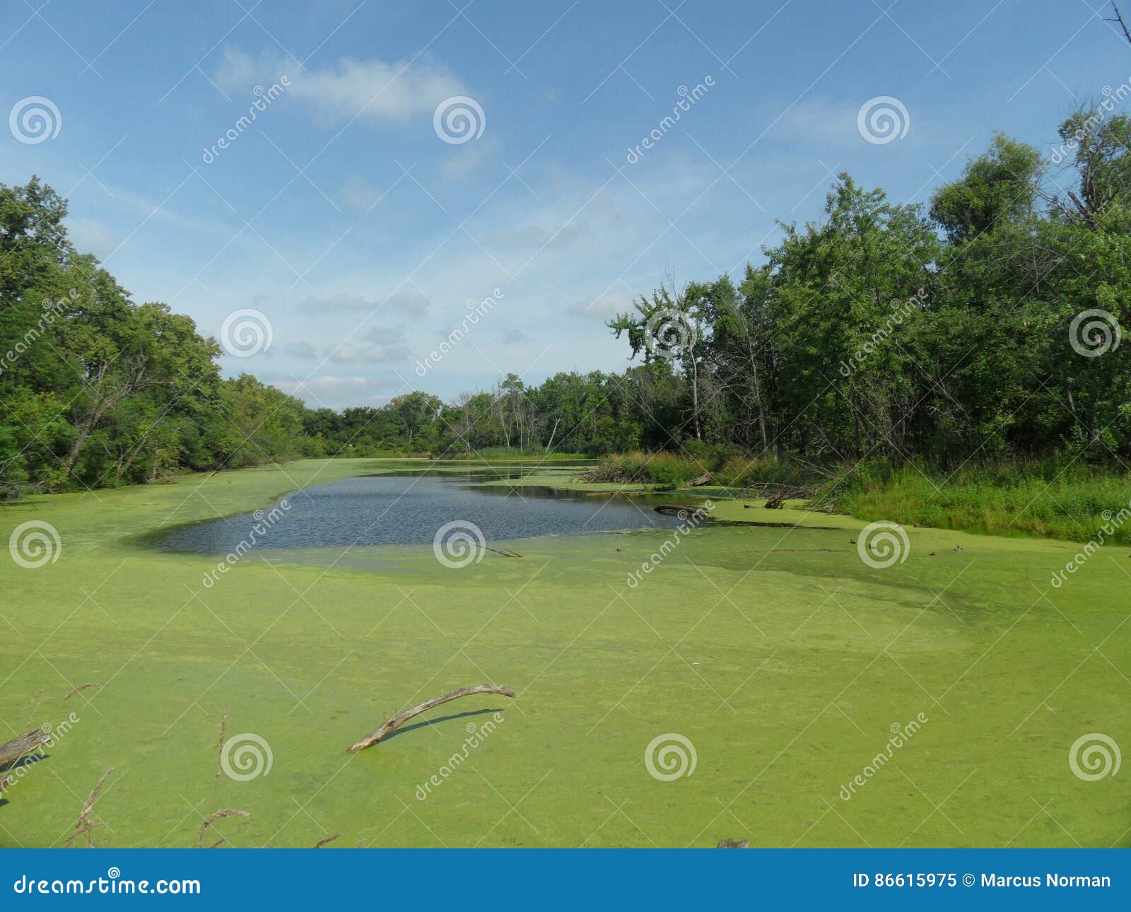 Pond with duckweed stock image. Image of swamp, lake - 86615975