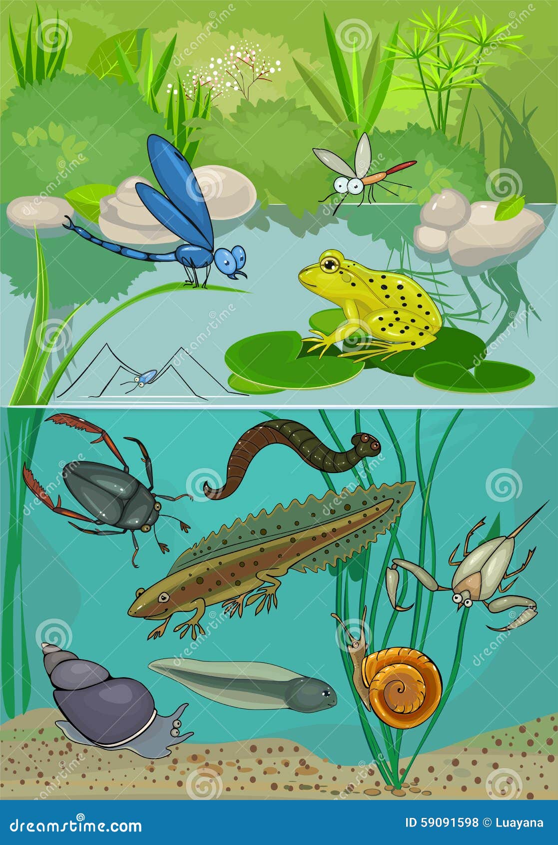 Pond stock vector. Illustration of cartoon, amphibious - 59091598