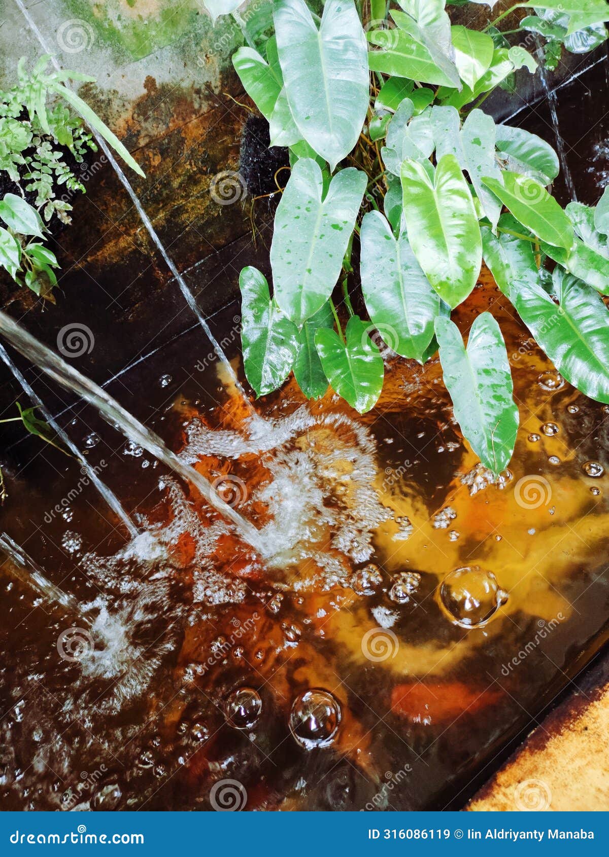 Pond Ecosystem with Koi and Green Leaves Plants Stock Image - Image of ...