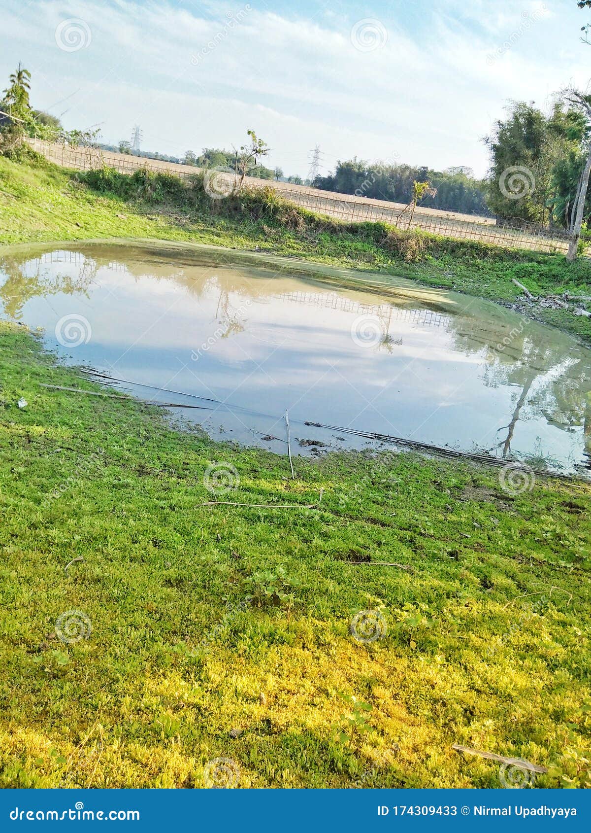 A Pond ,an Element of Ecosystem ... Stock Image - Image of fish, nature ...