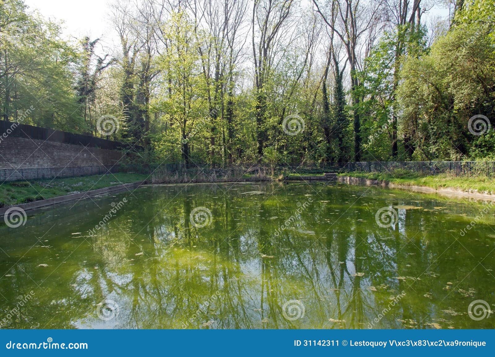 Pond enclosed in a forest stock image. Image of biodiversity - 31142311