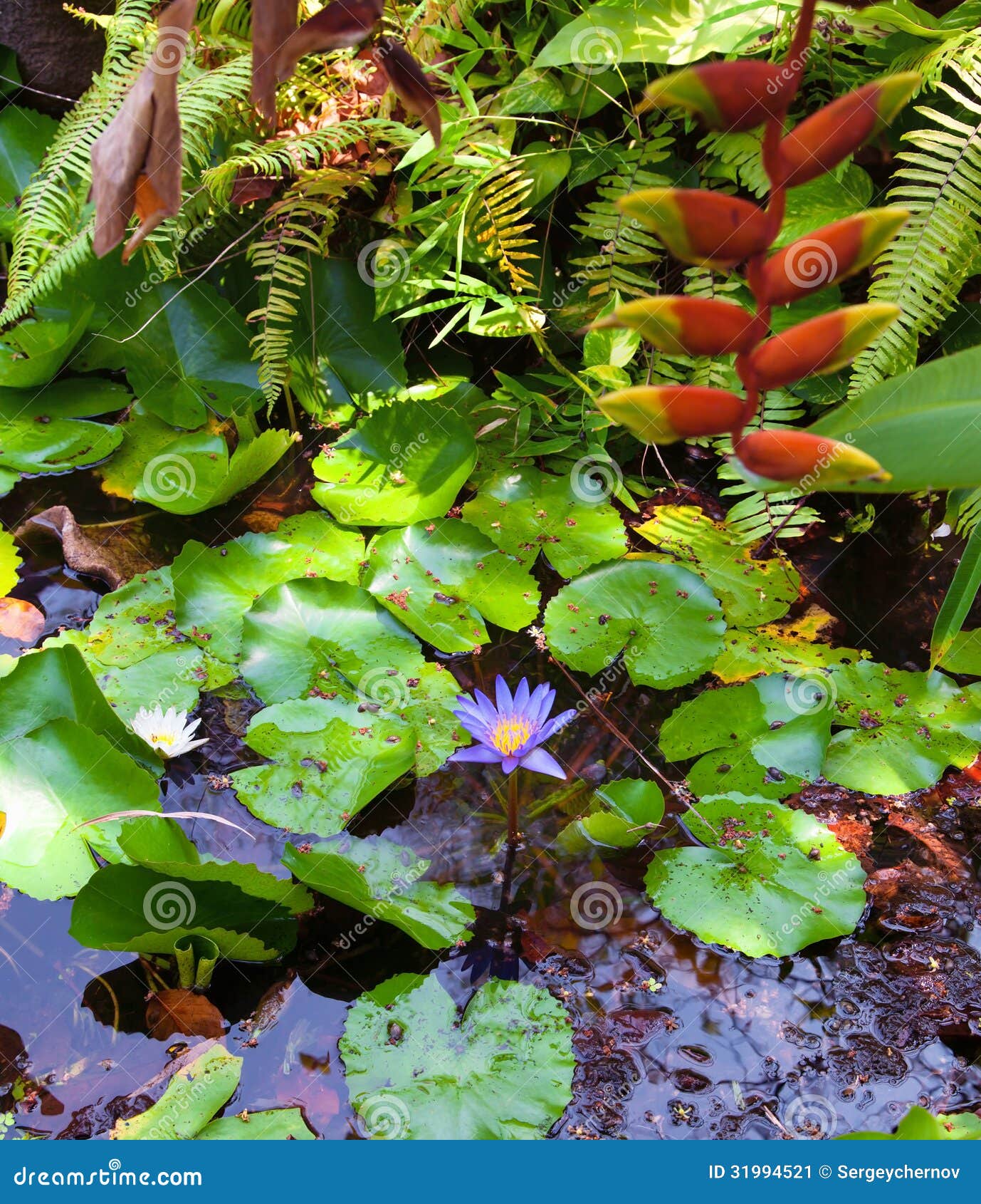 Pond with Exotic Tropical Plants Stock Image - Image of leaf, exotic ...