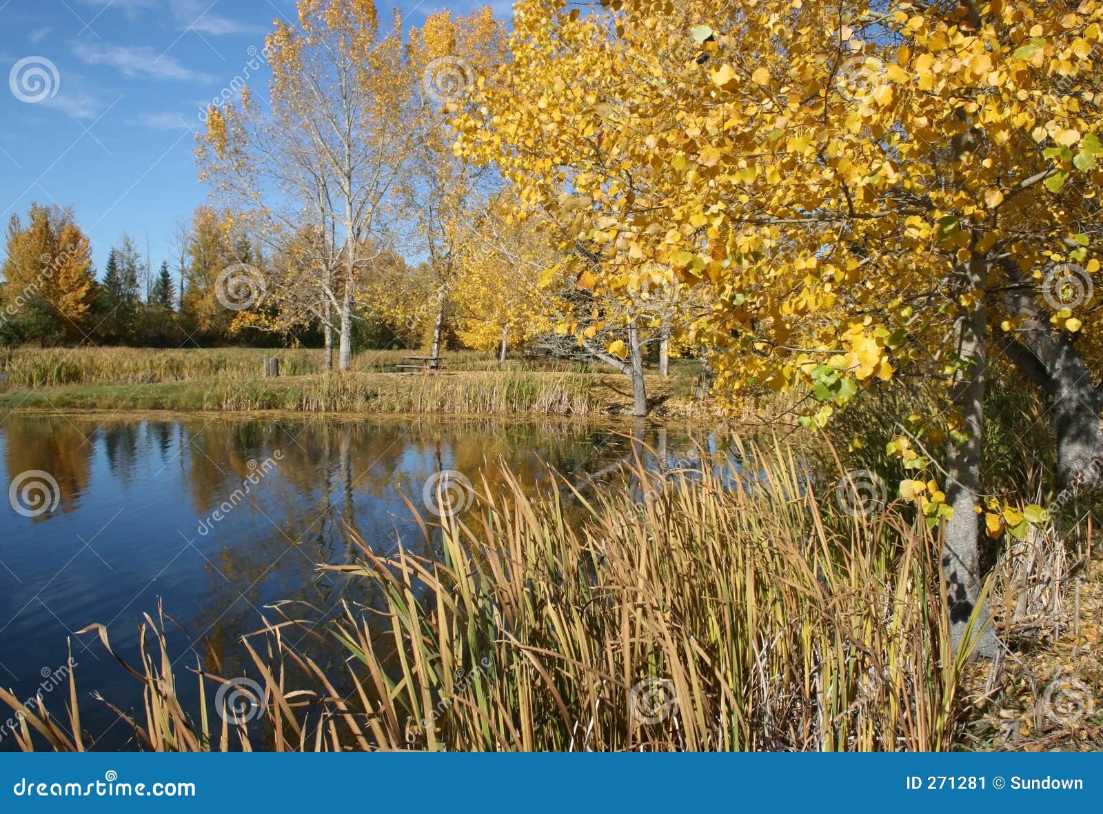 Pond in Fall 3 stock image. Image of cool, pond, crisp - 271281