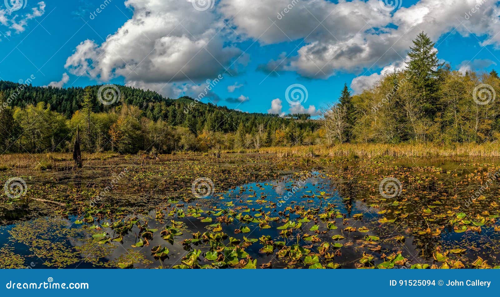 Pond on a Fall Day stock photo. Image of mountain, swamp - 91525094