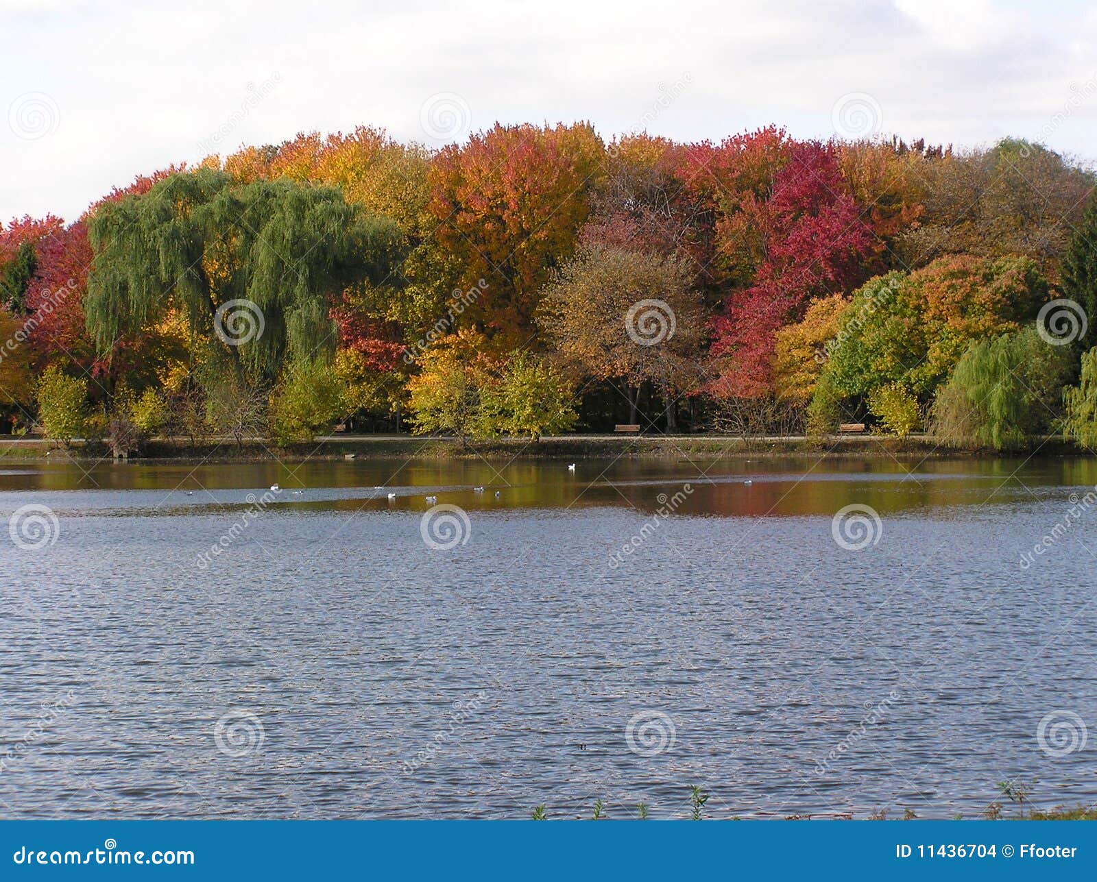 Pond and Fall Foliage stock photo. Image of leaves, nature - 11436704