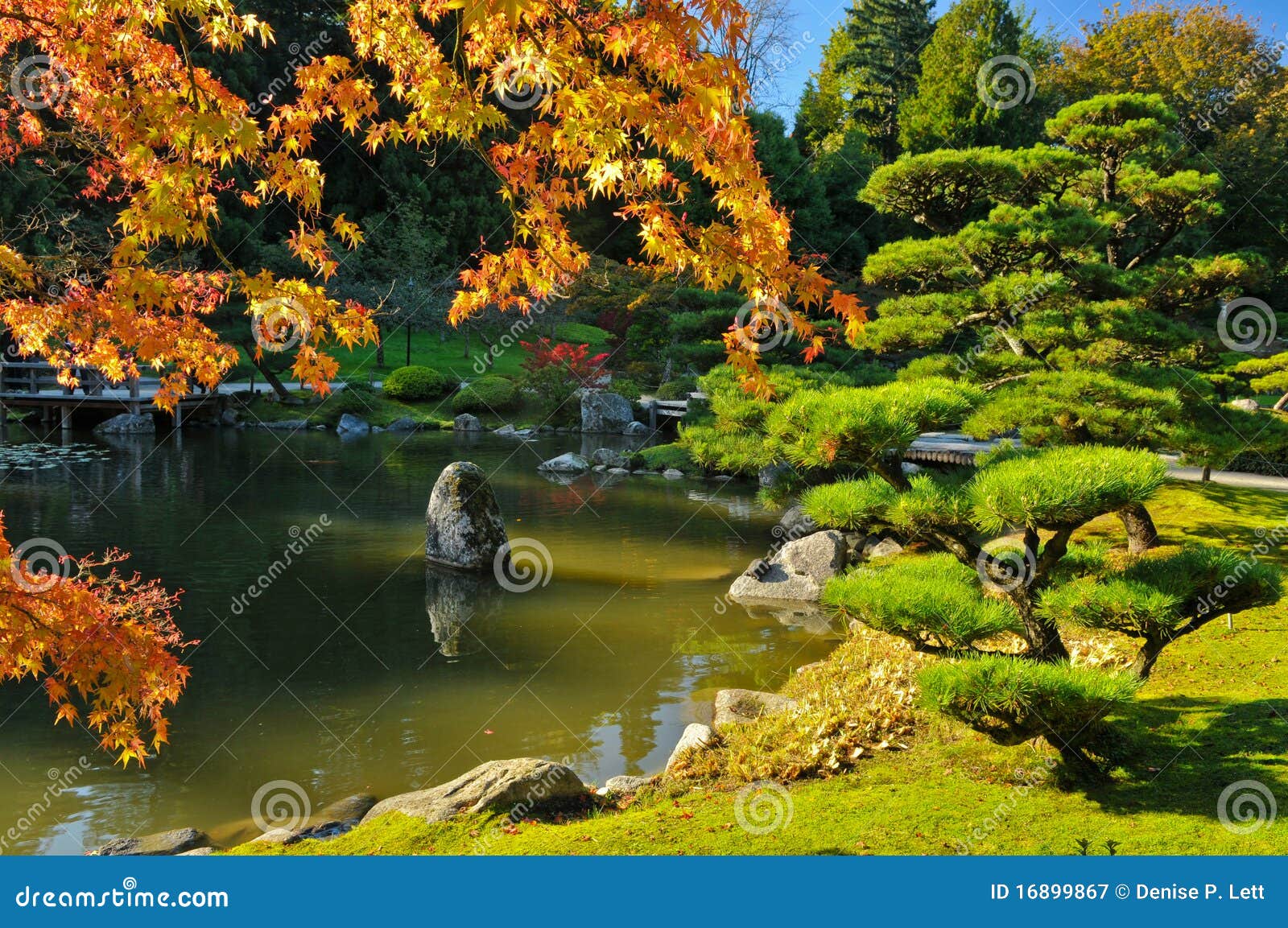 Pond and Fall Foliage in Japanese Garden Stock Image - Image of serene ...