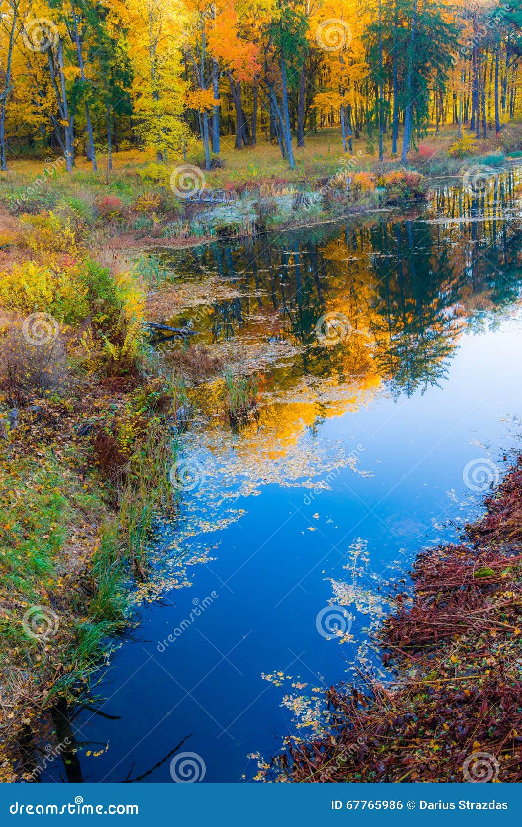 Pond in fall forest stock photo. Image of forest, pond - 67765986