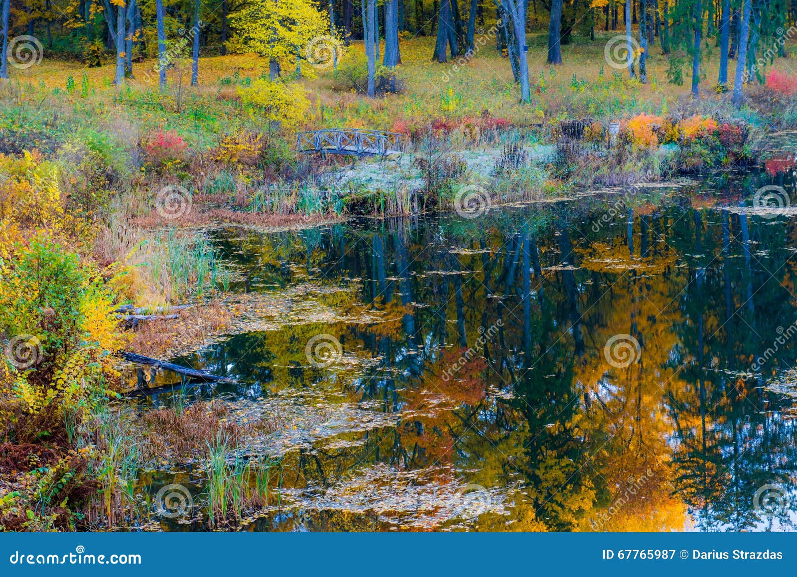 Pond in fall forest stock image. Image of forest, sunset - 67765987