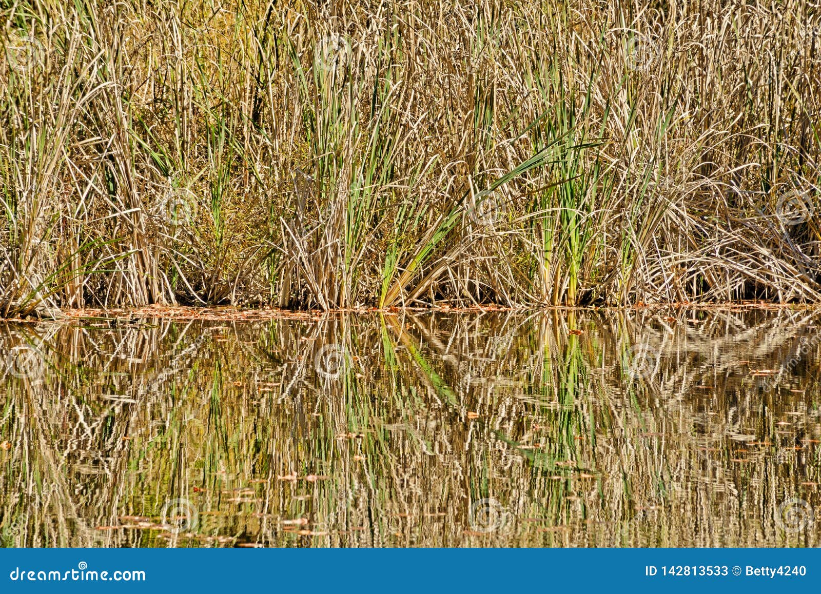 Abstract - a Small Pond Shows Reflections of Sage Grasses. Stock Image ...