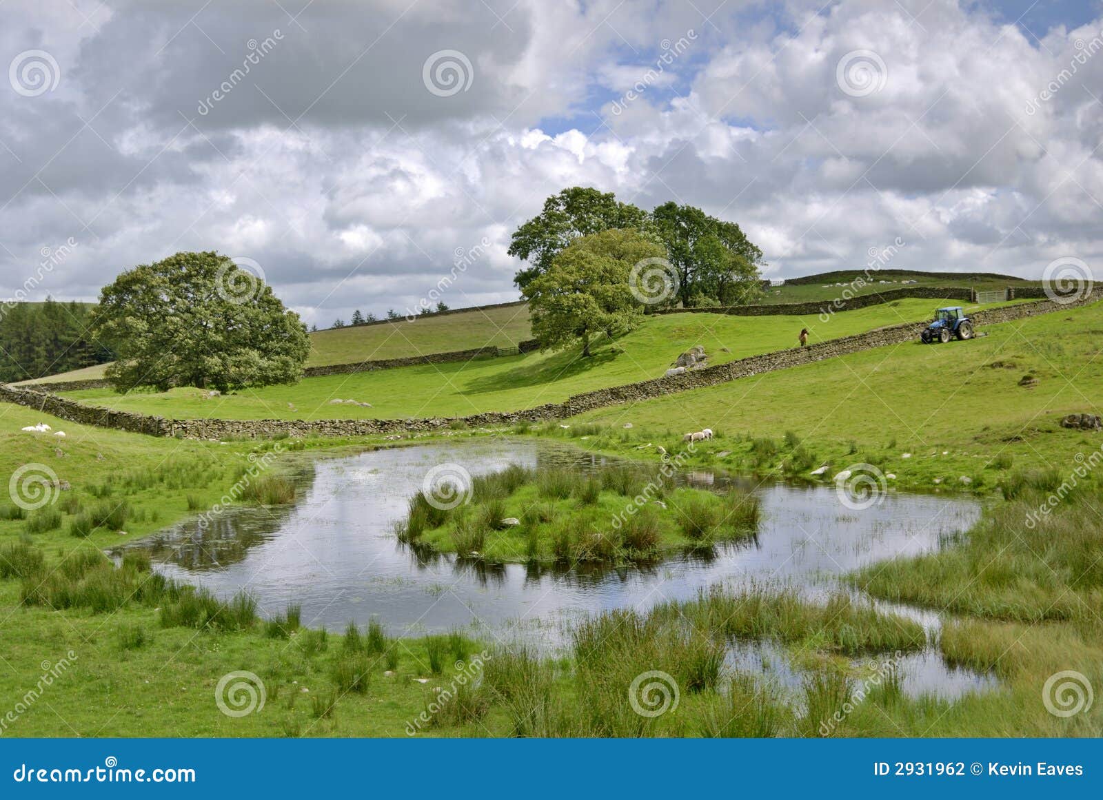 Pond on a farm stock photo. Image of culture, scene, green - 2931962