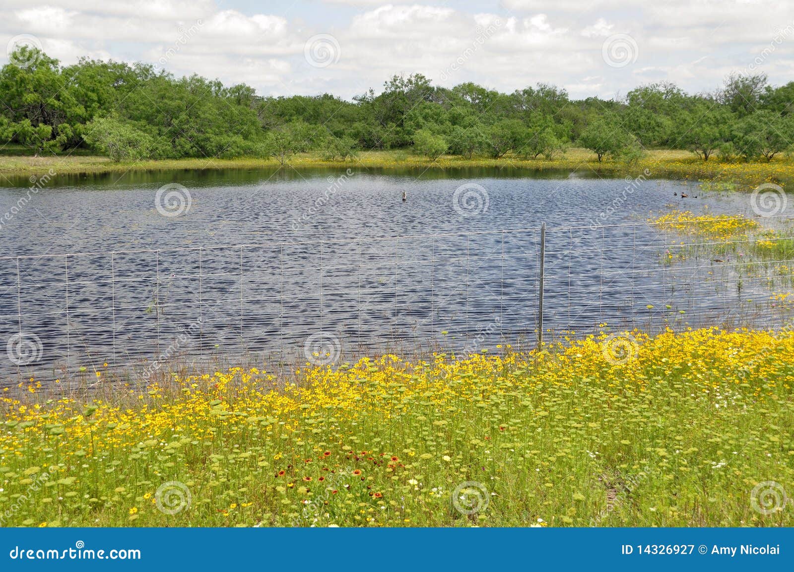 Pond in a field stock image. Image of ranch, mesquite - 14326927