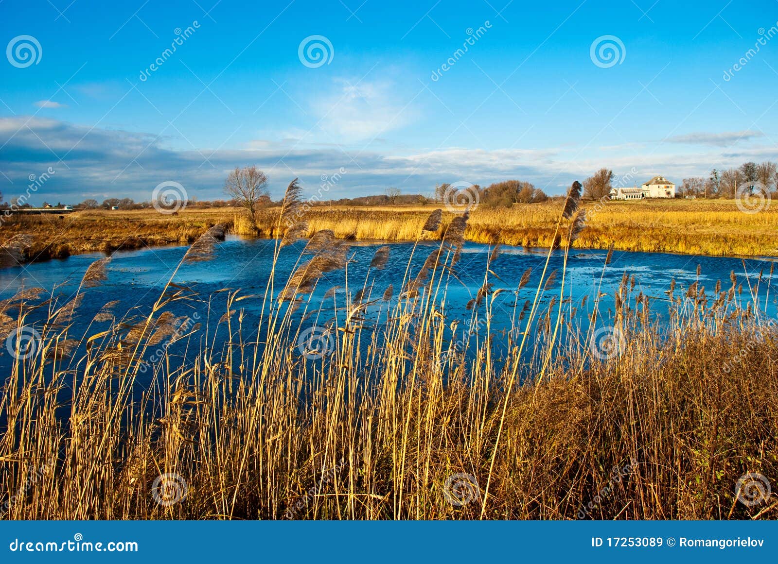 Pond in a field stock image. Image of animals, water - 17253089