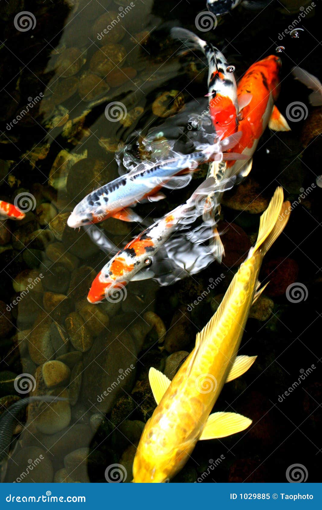 Pond fish stock image. Image of stone, color, water, nature - 1029885