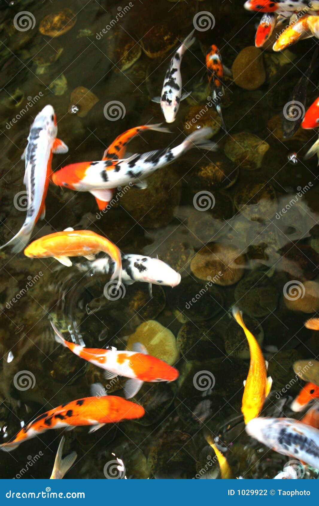 Pond fish stock photo. Image of pond, nature, fish, color - 1029922